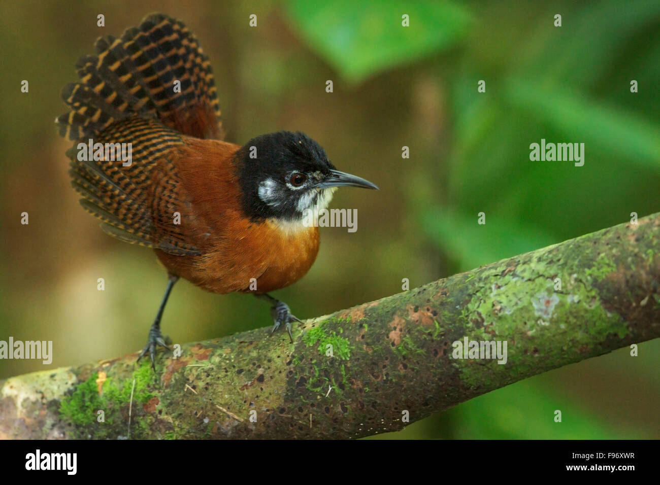 Thryothorus High Resolution Stock Photography and Images - Alamy