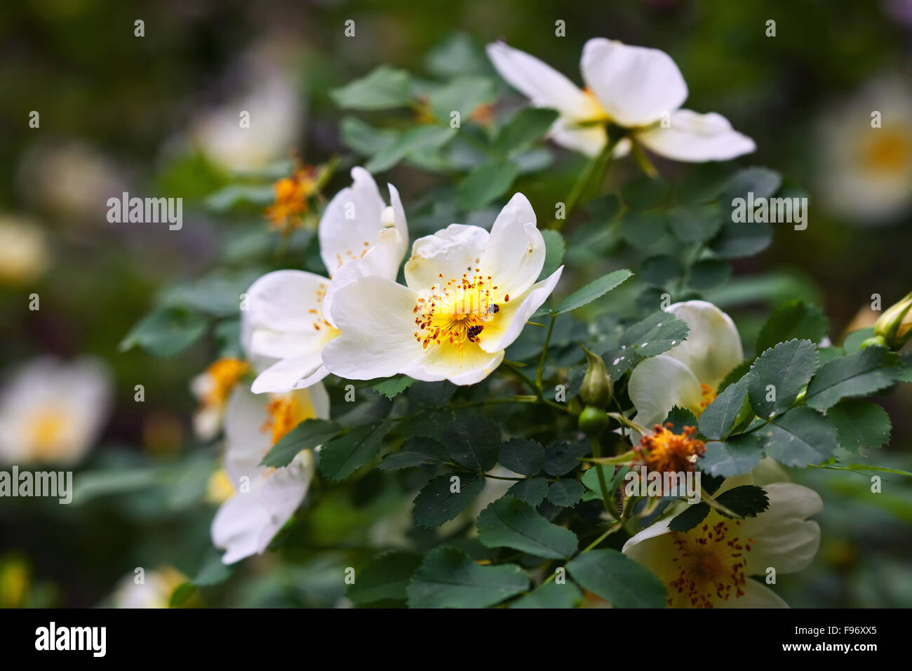 brier branch in spring blooms garden Stock Photo - Alamy