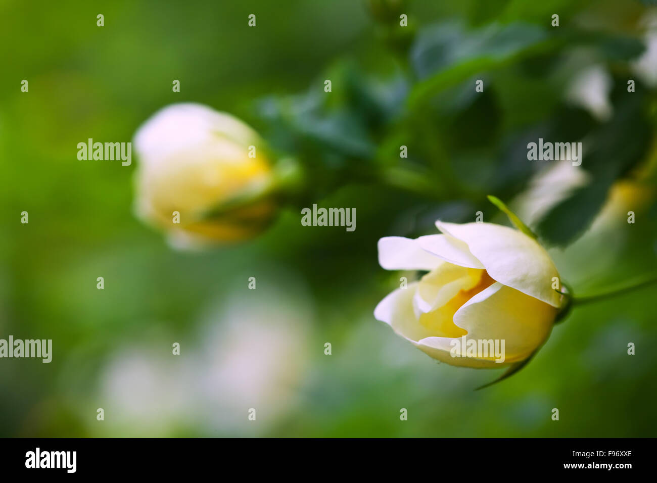 brier branch in spring blooms garden Stock Photo - Alamy