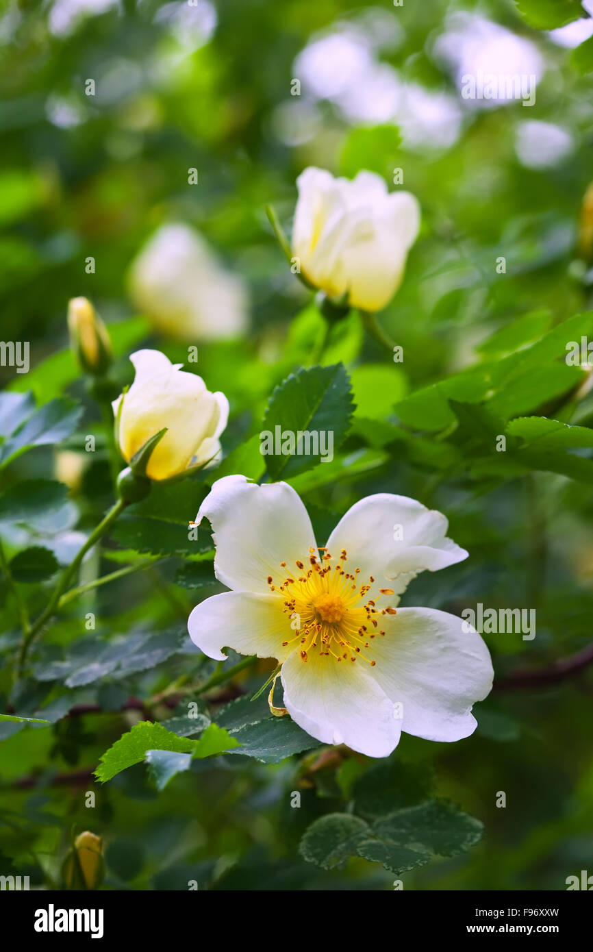 Brier branch hi-res stock photography and images - Alamy