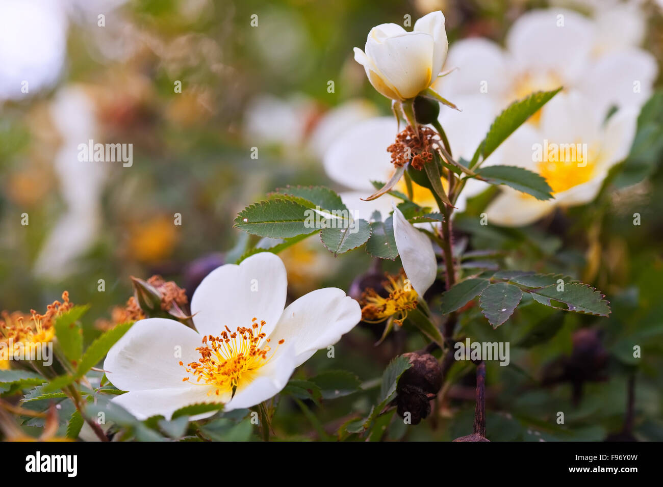brier flowers against blur background with copyspace Stock Photo - Alamy