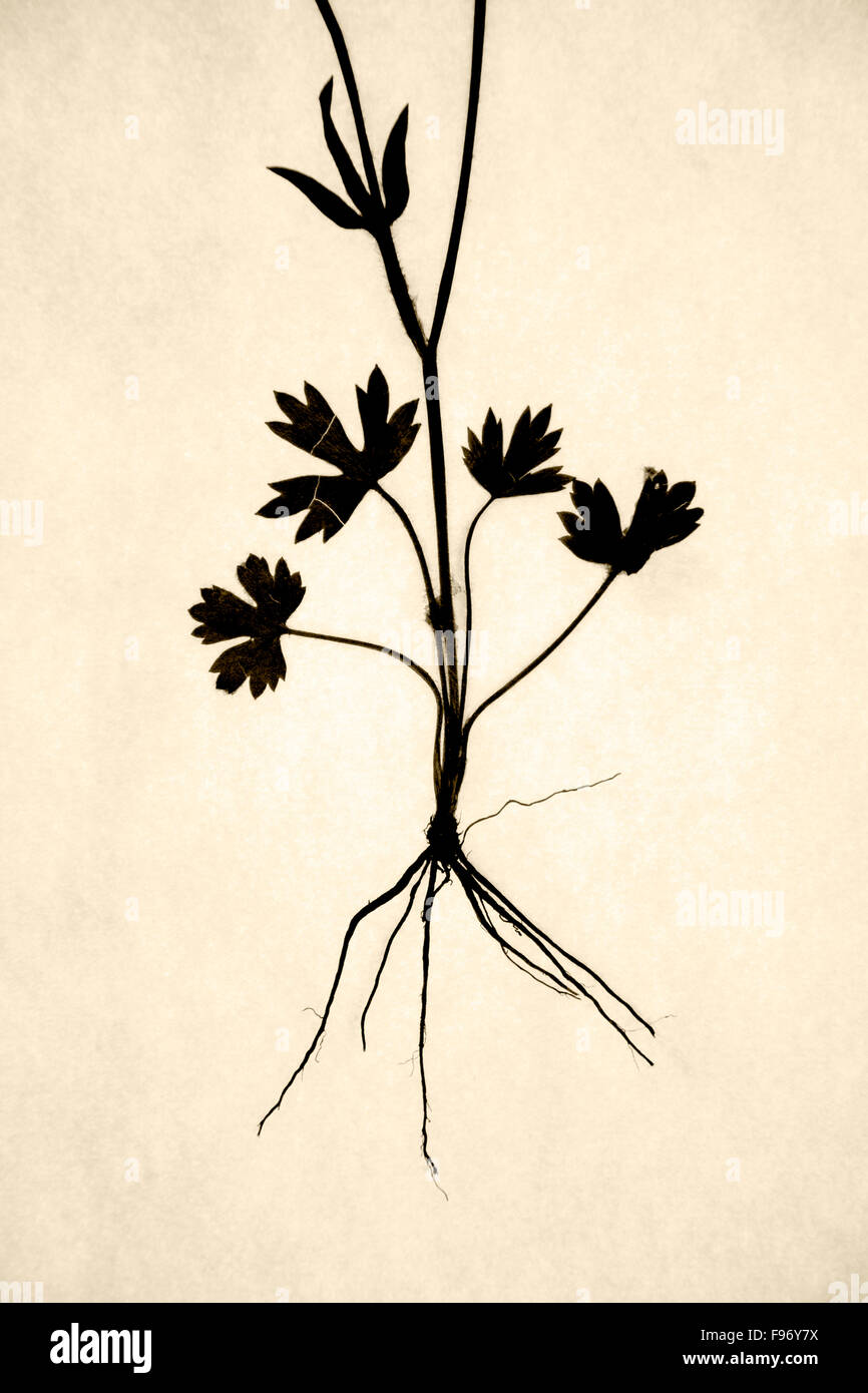 Preserved botanical specimen including its roots. Back lit to show the ...