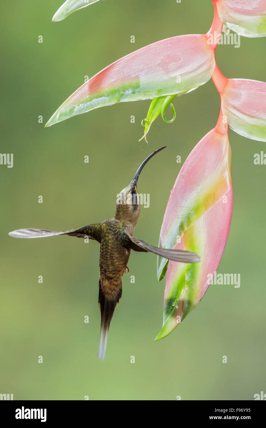 Phaethornis longirostris hi-res stock photography and images - Alamy
