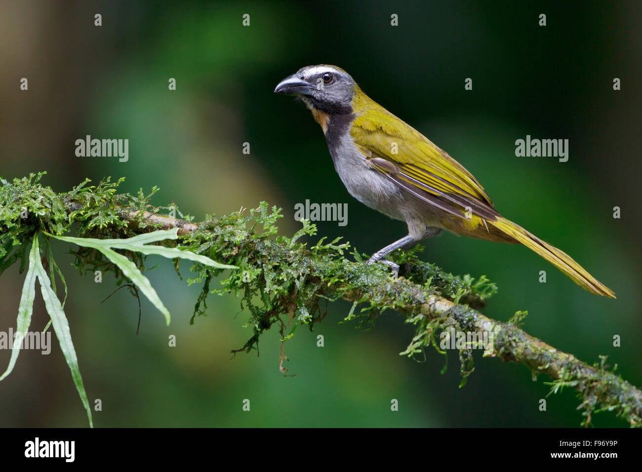Buffthroated saltator hi-res stock photography and images - Alamy