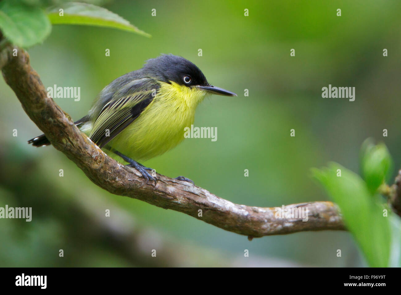 Common birds of costa rica hi-res stock photography and images - Alamy