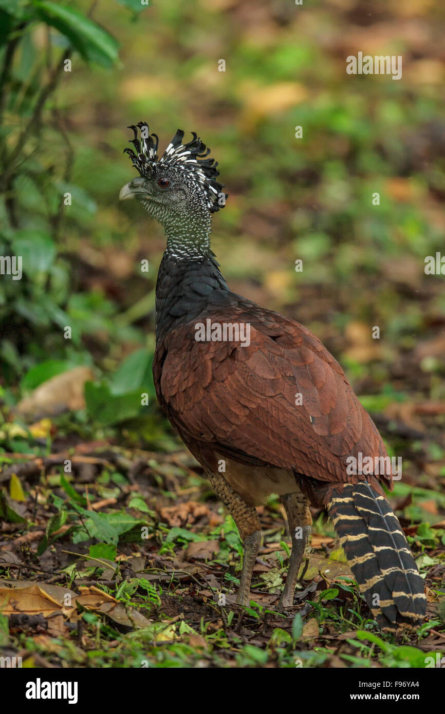 Great Curassow (Crax rubra) perched on the ground in Costa Rica Stock ...