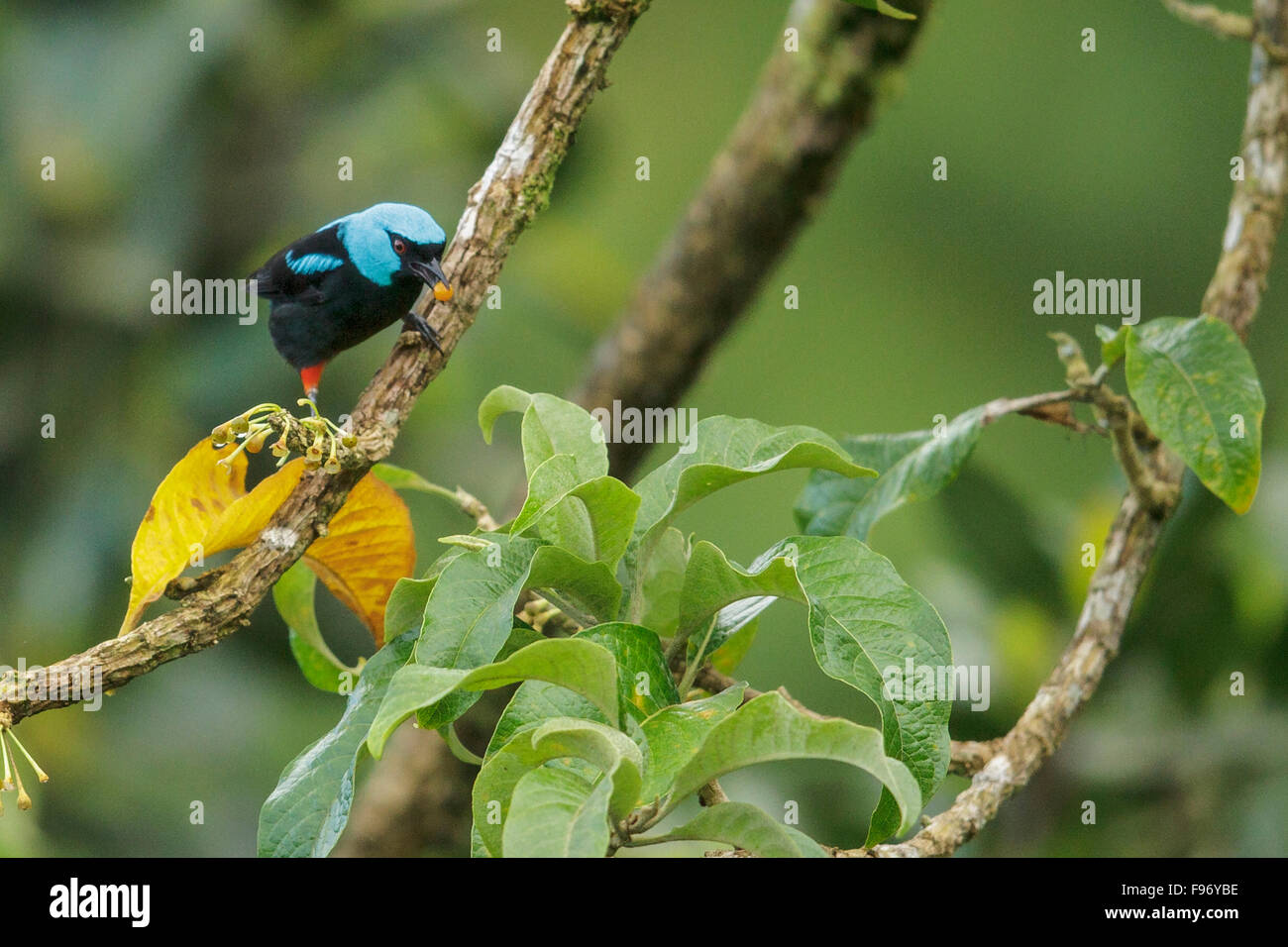 Dacnis venusta hi-res stock photography and images - Alamy