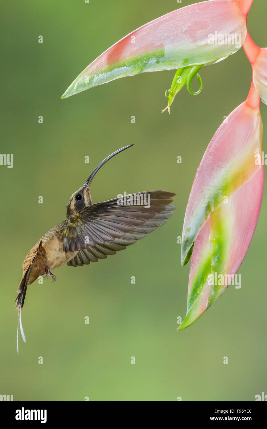 Phaethornis longirostris hi-res stock photography and images - Alamy