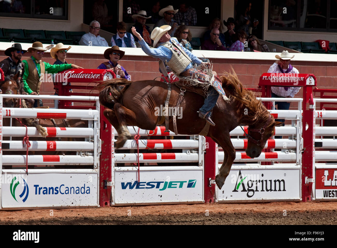 Rodeo, 2015 Calgary Stampede, Calgary, Alberta, Canada Stock Photo - Alamy