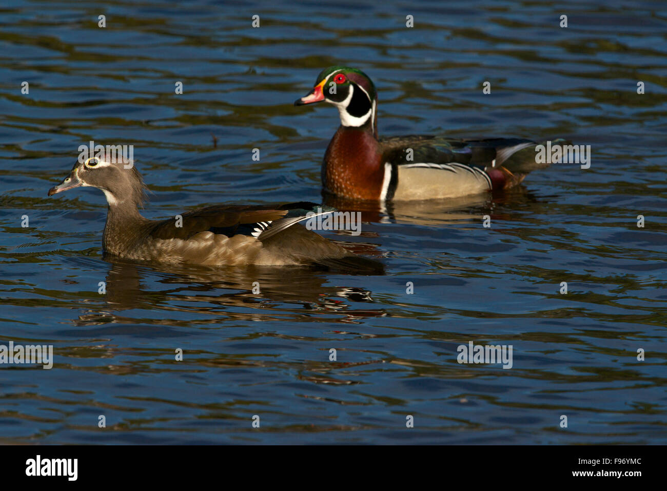 Carolina duck hi-res stock photography and images - Alamy