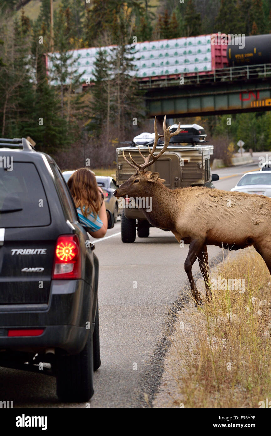 Elk crossing road hi-res stock photography and images - Alamy