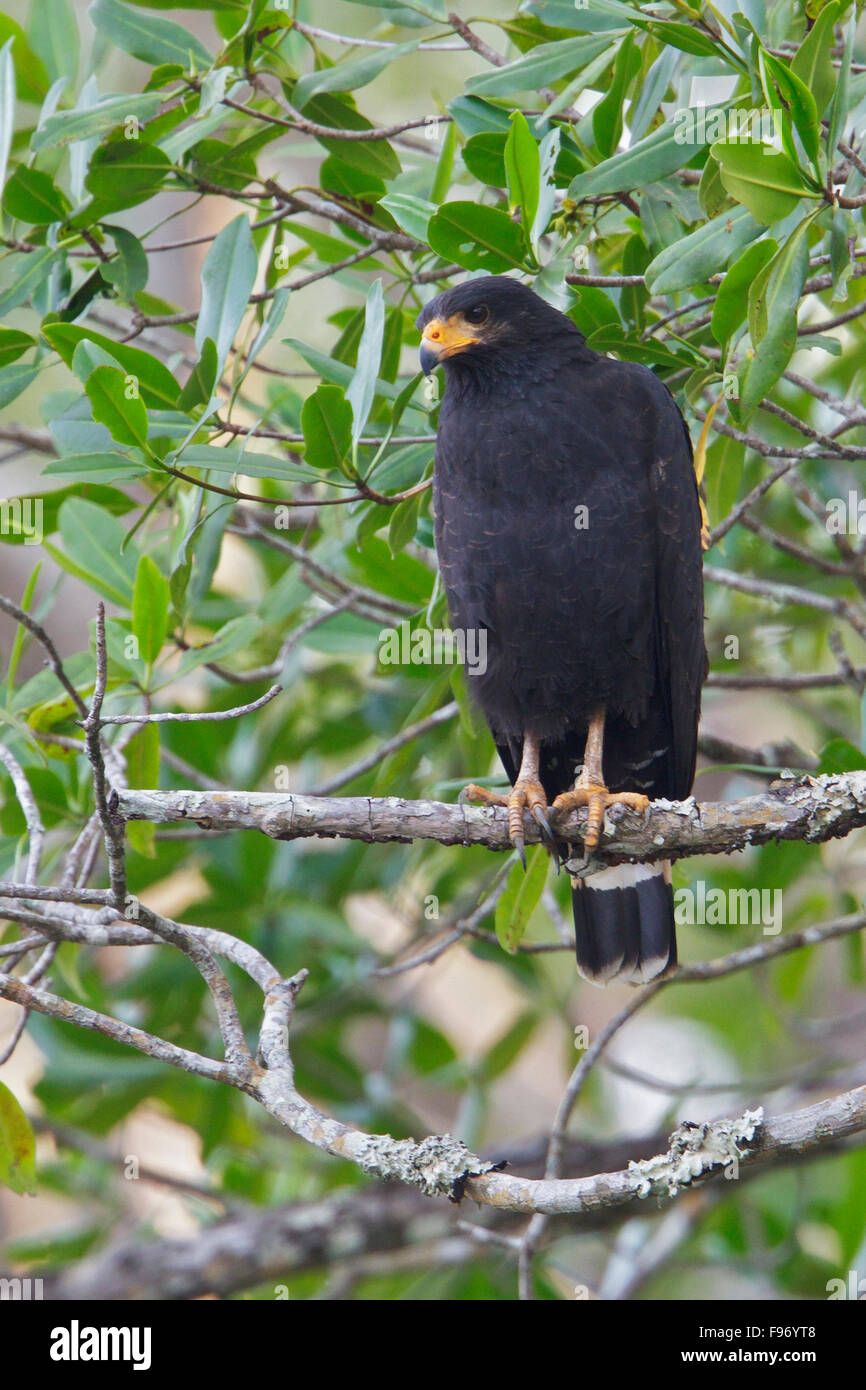 Mangrove Black Hawk (Buteogallus anthracinus subtilis) perched on a ...