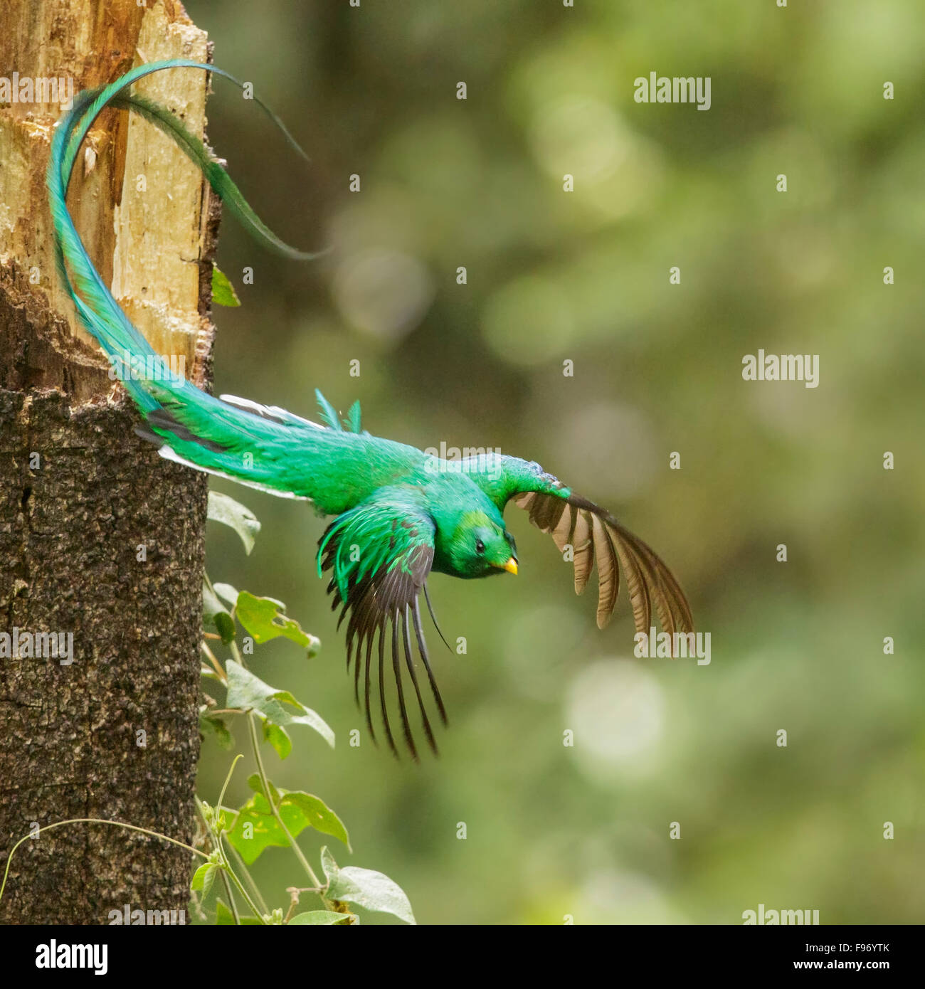 Resplendent quetzal close hi-res stock photography and images - Alamy