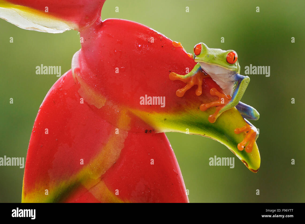 Costa rica tree frog hi-res stock photography and images - Alamy