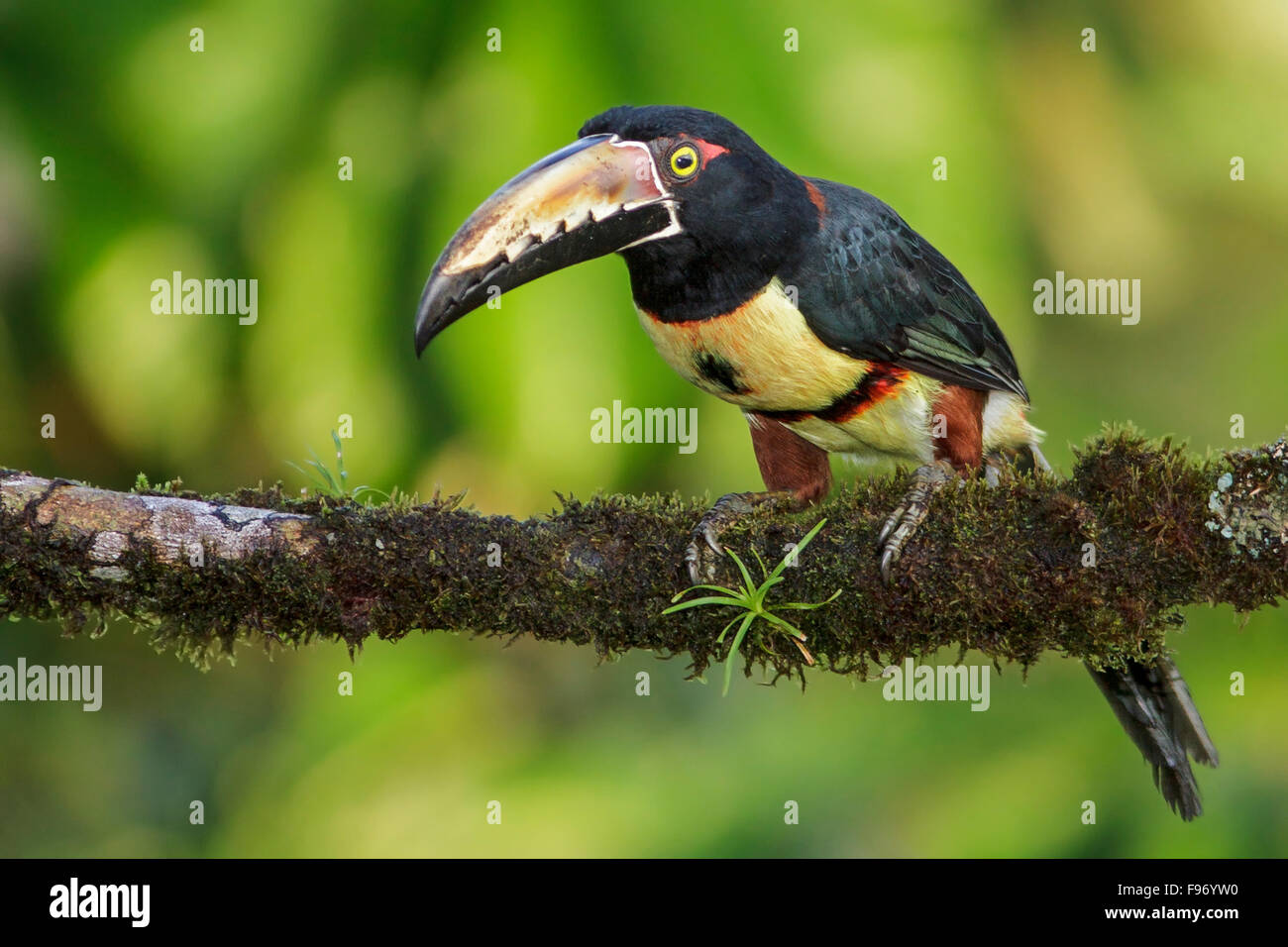 Collared Aracari (Pteroglossus torquatus) perched on a branch in Costa ...