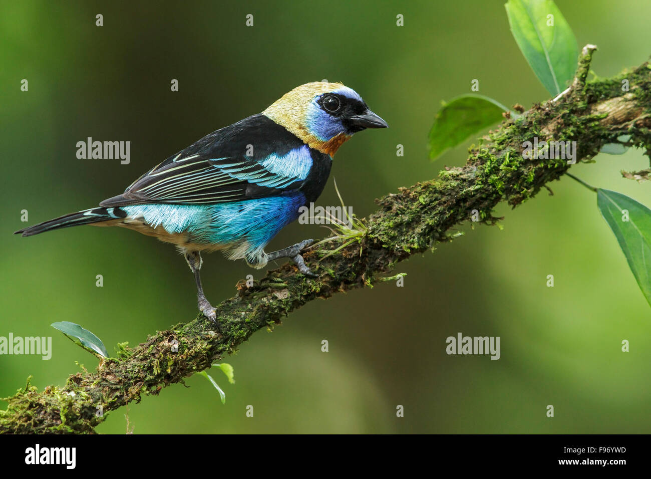 Goldenhooded Tanager (Tanagara larvata) perched on a branch in Costa ...