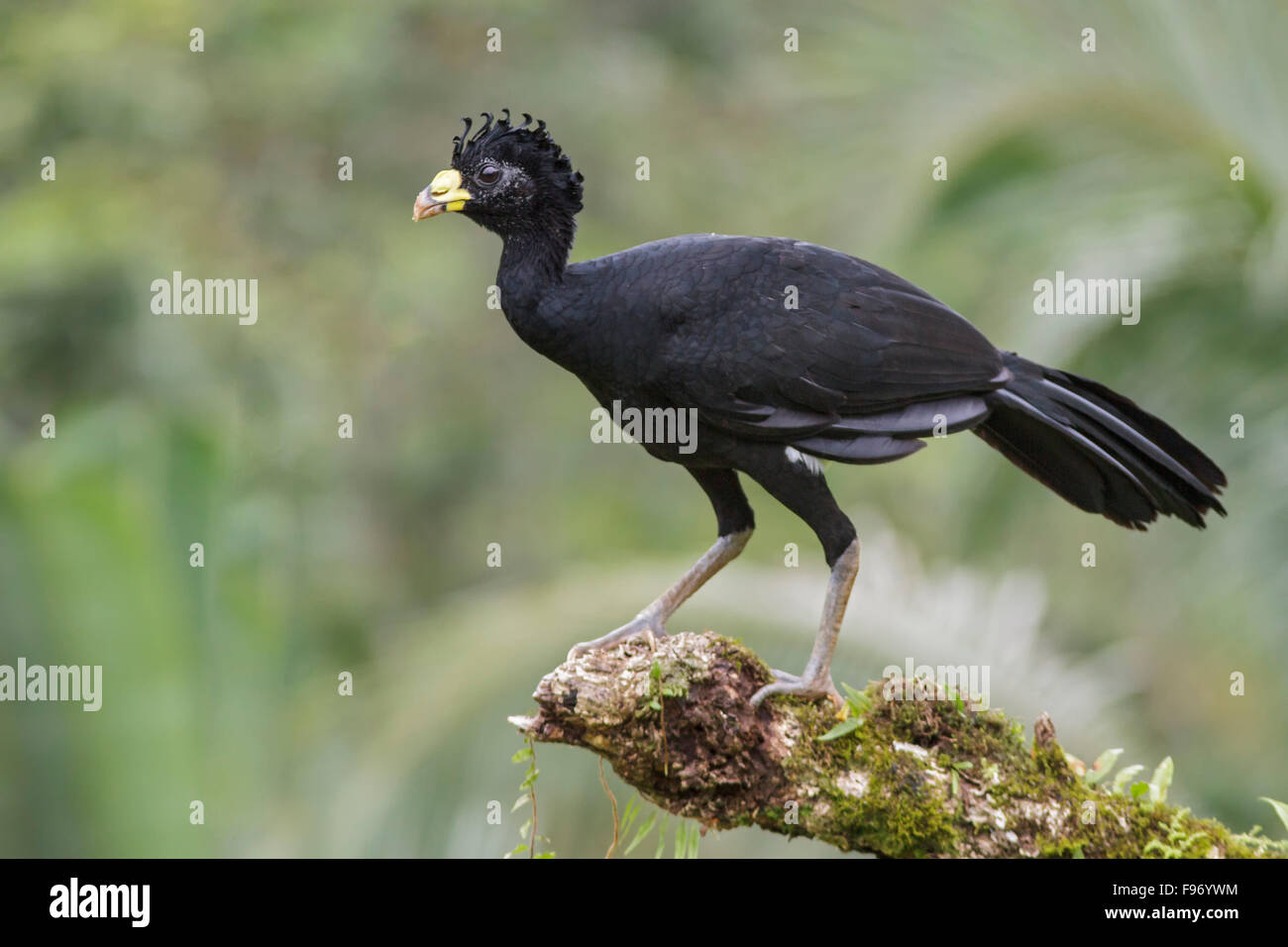 Great Curassow (Crax rubra) perched on a branch in Costa Rica Stock ...
