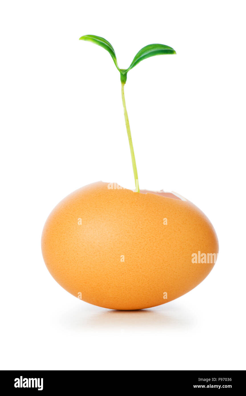 New life concept with seedling and egg on white Stock Photo - Alamy