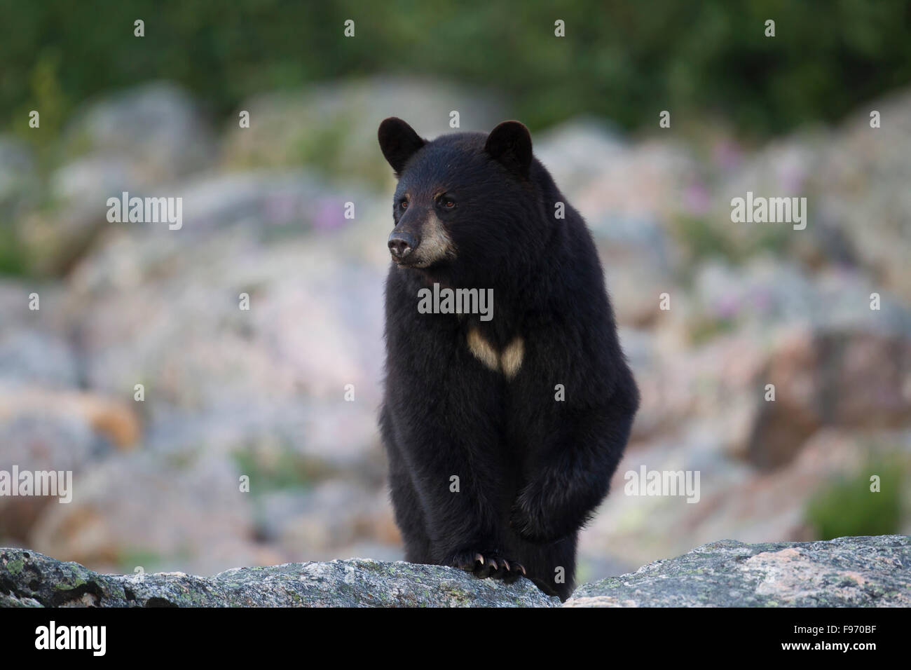Quebec bear hi-res stock photography and images - Alamy