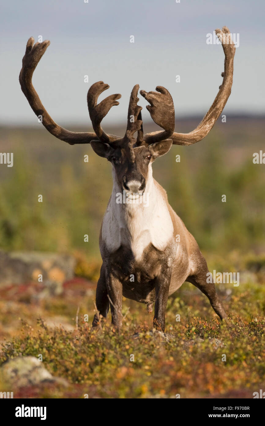 Bull caribou, Rangifer tarandus, Marking territory, Nunavik, Quebec ...
