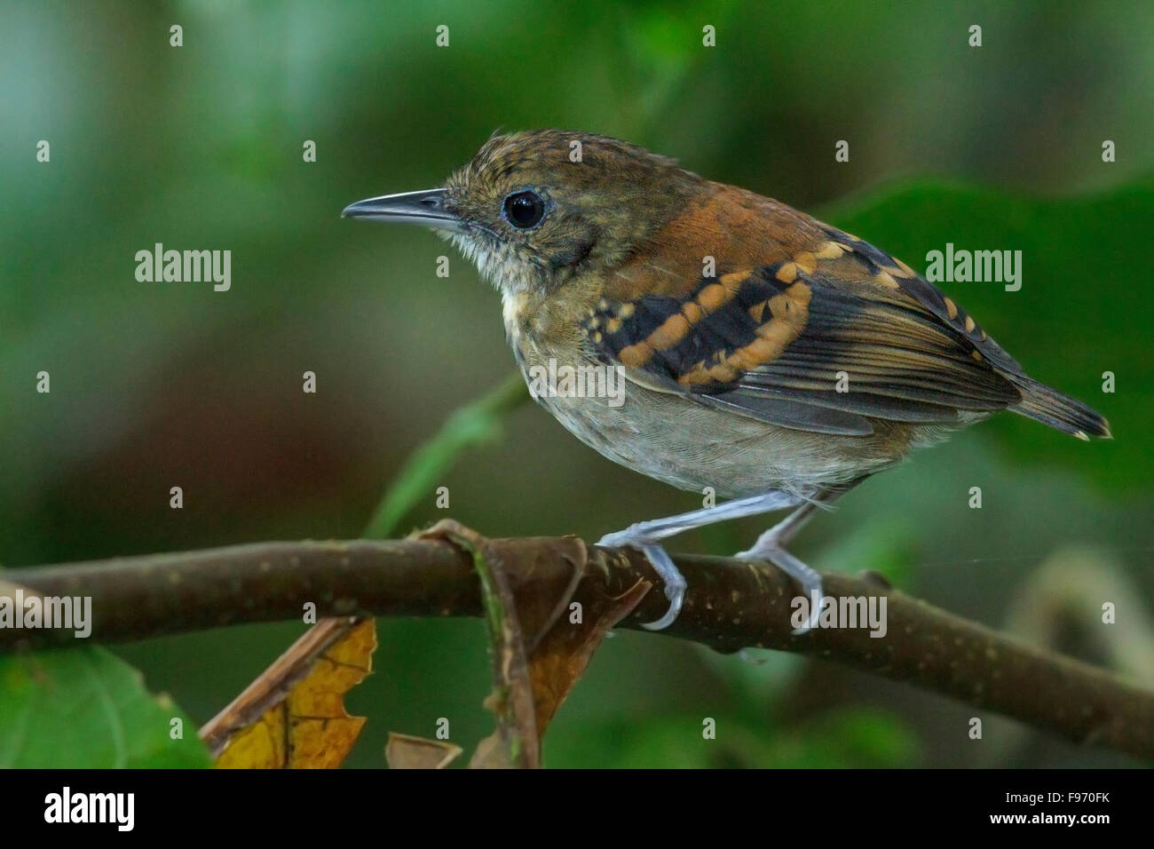 Spotted Antbird (Hylophylax naevioides) perched on a branch in Costa ...