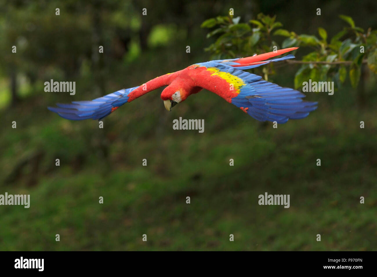 Scarlet macaw flying hi-res stock photography and images - Alamy