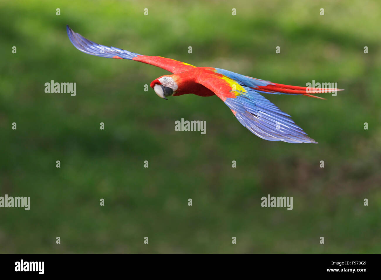 Scarlet Macaw (Ara macao) flying in Costa Rica, Central America Stock ...