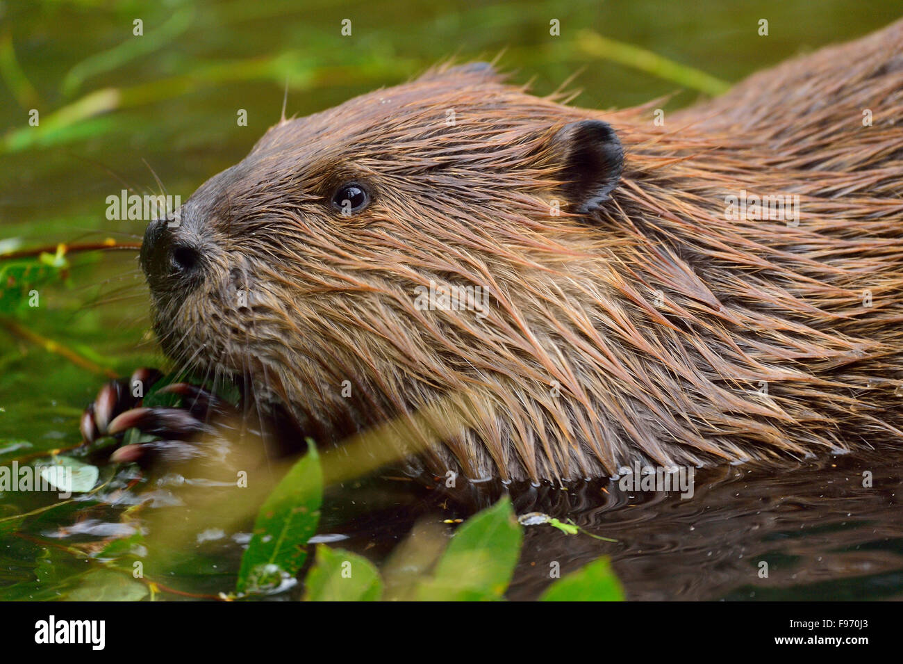Up on beaver back hi-res stock photography and images - Alamy