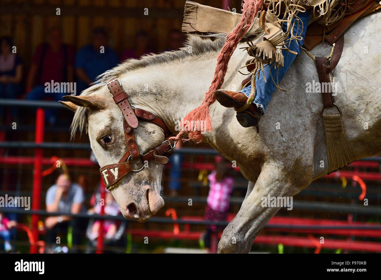Horse bucking event rodeo hi-res stock photography and images - Alamy