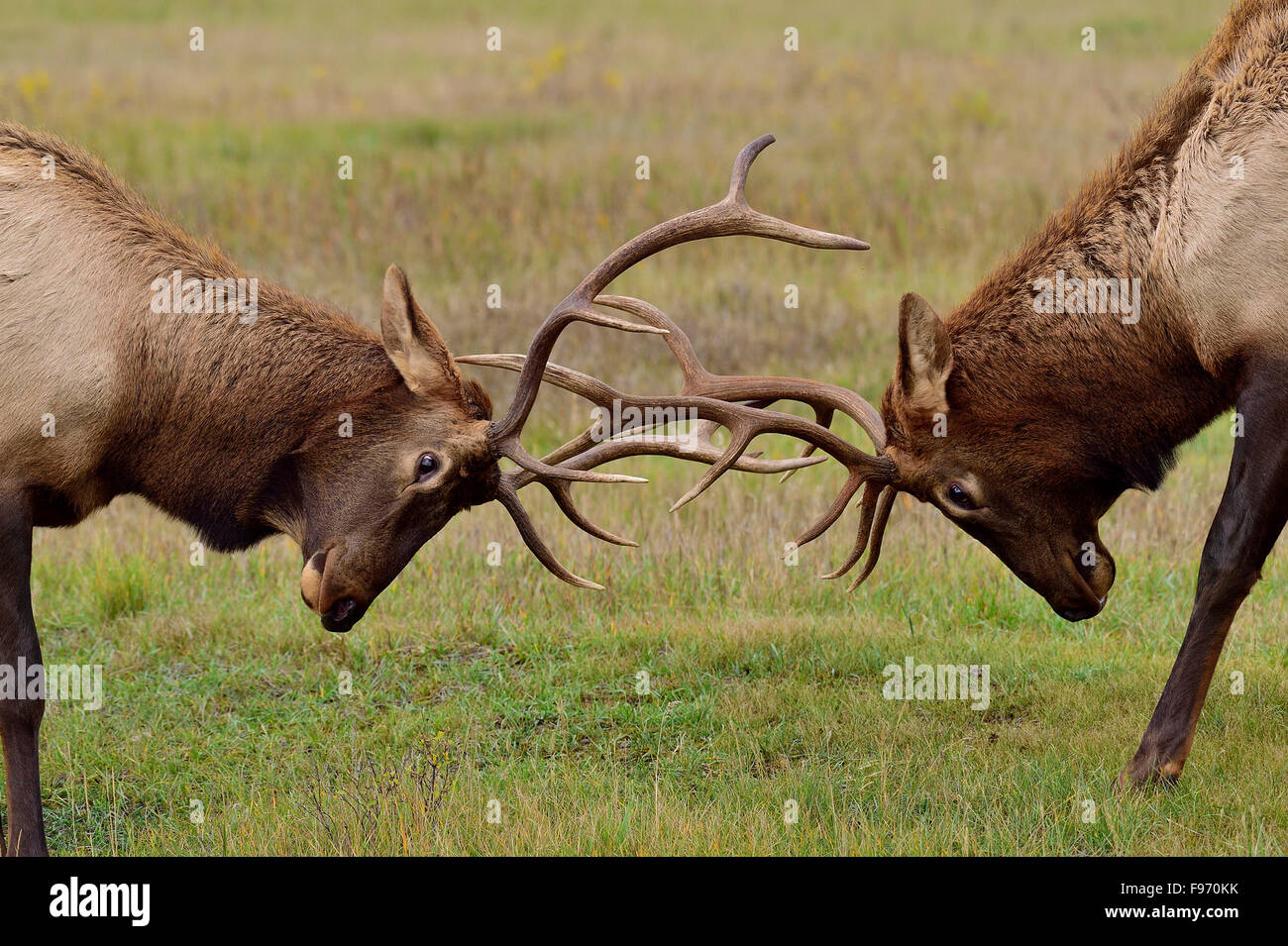 A close up of two young bull elk Cervus elaphus, in a battle during the ...