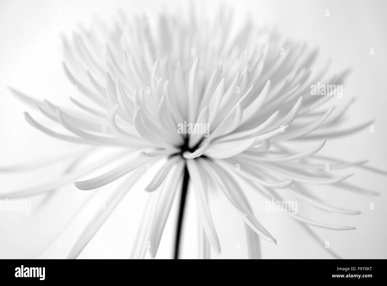 Open white mum Stock Photo - Alamy