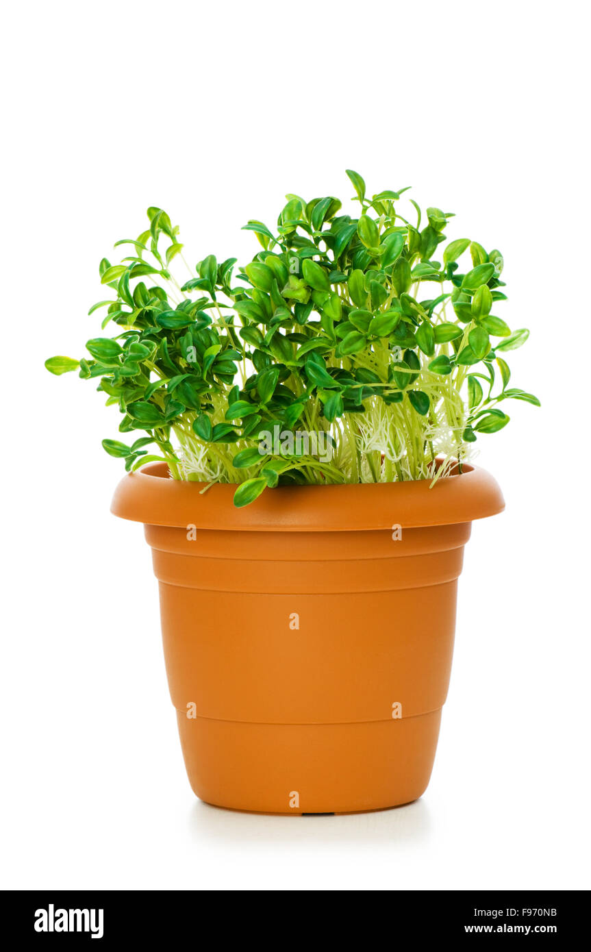 Green saplings growing in the clay pot Stock Photo - Alamy