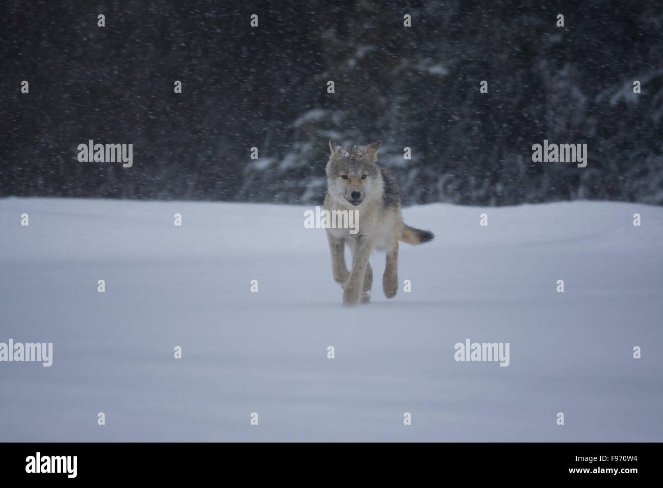 Grey wolf, Canis lupus, Nunavik, Quebec, Canada Stock Photo - Alamy