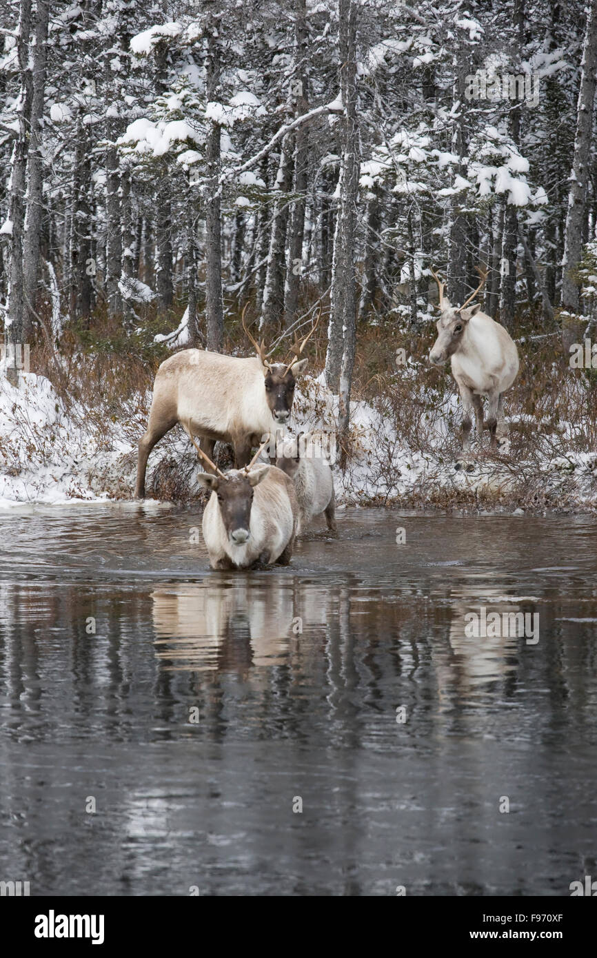 Migratory caribou, Rangifer tarandus, Crossing lake, Nunavik, Quebec ...