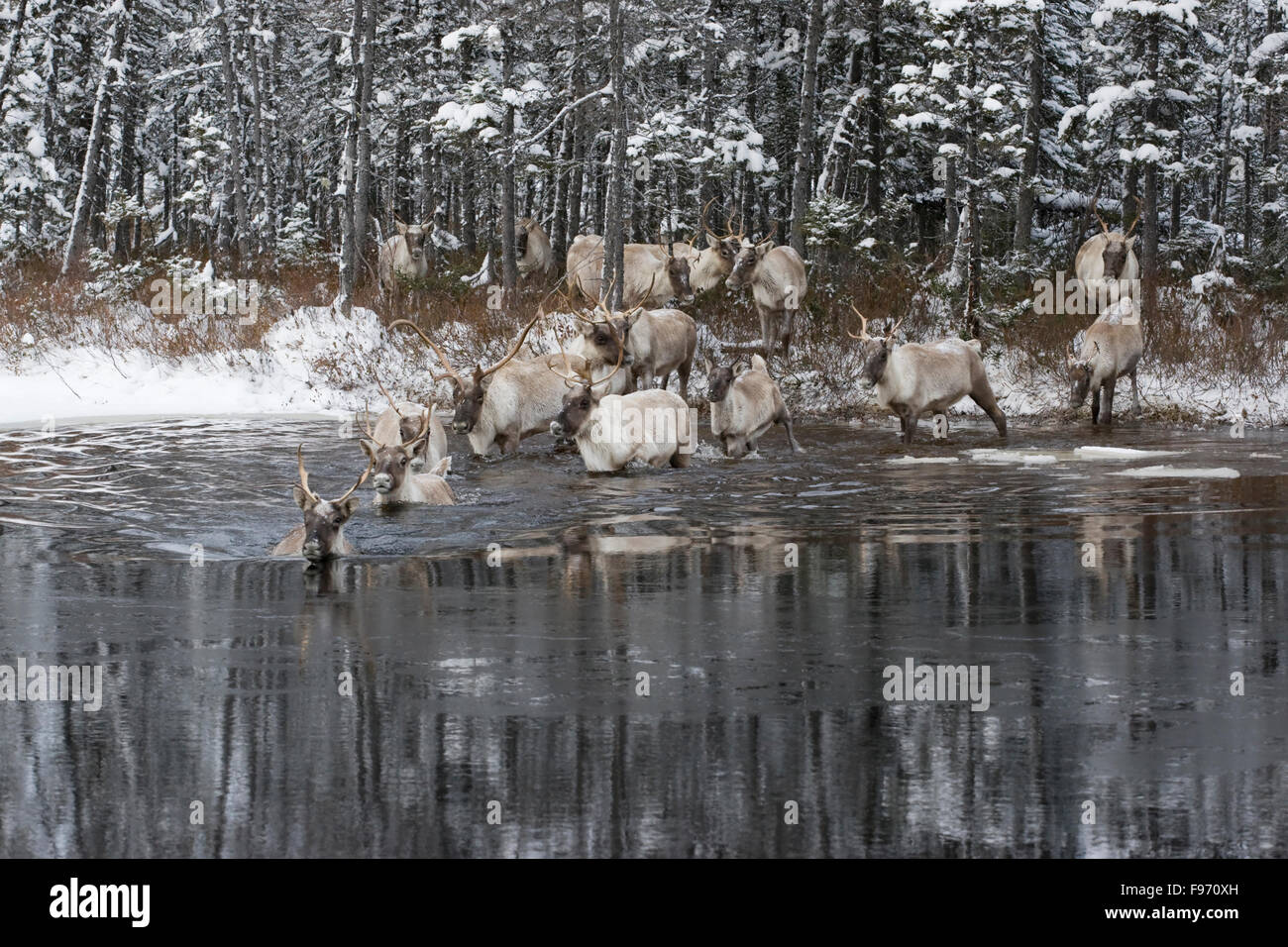 Migratory caribou, Rangifer tarandus, Crossing lake, Nunavik, Quebec ...