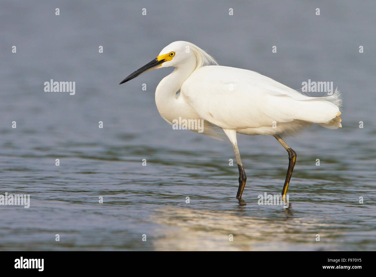 Snowy Egret (Egretta thula) feeding along the shore of a river in Costa ...