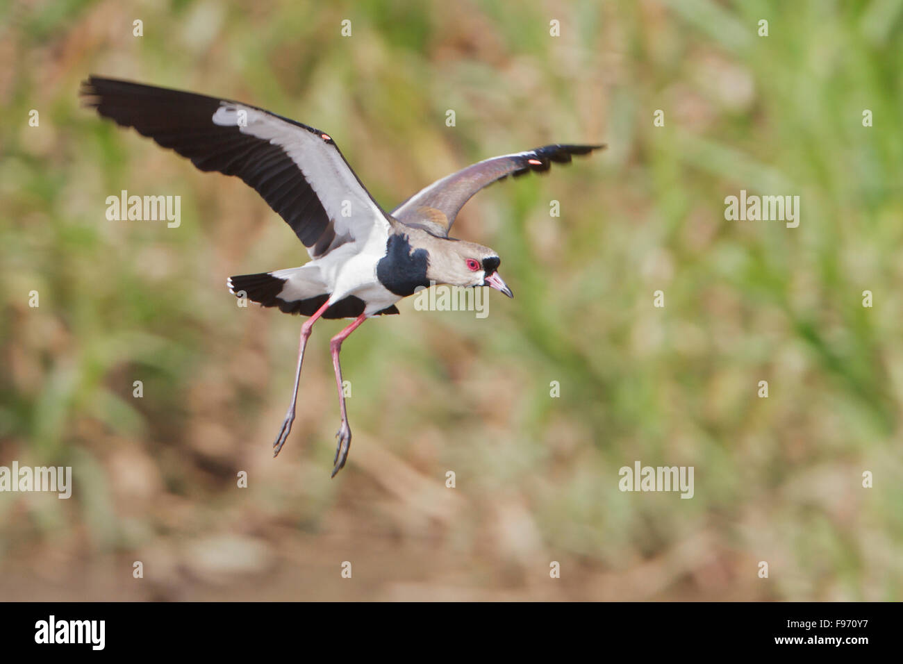 Southern Lapwing (Vanellus chilensis) feeding along the shore of a river in Costa Rica, Central ...