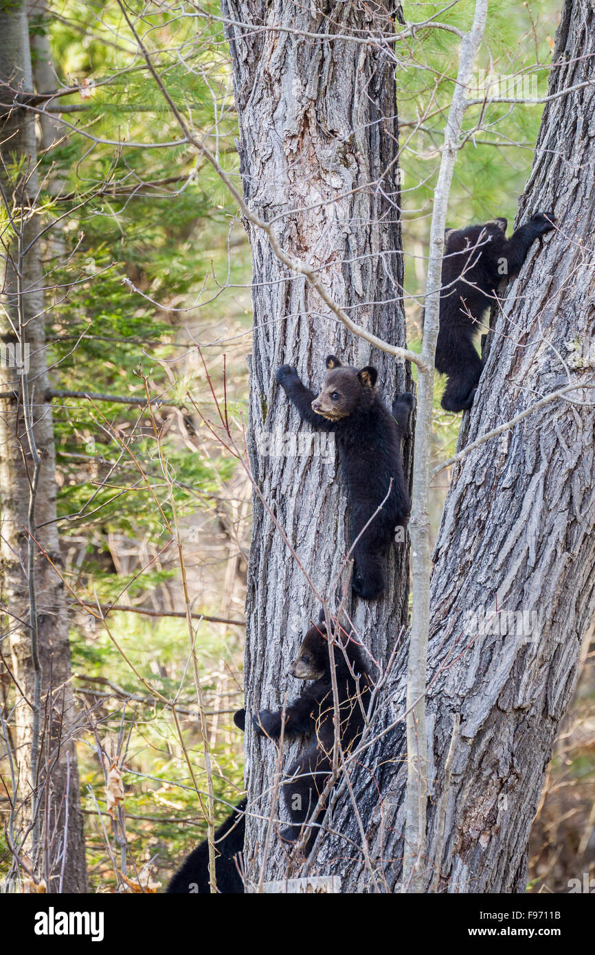 Black bear cubs tree hi-res stock photography and images - Alamy