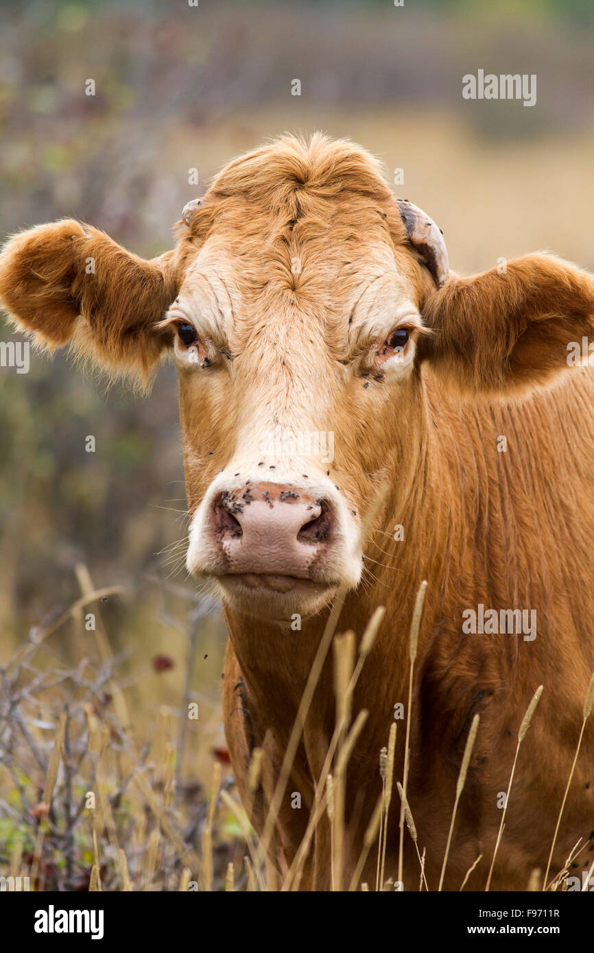 Red angus charolais cross cow hi-res stock photography and images - Alamy