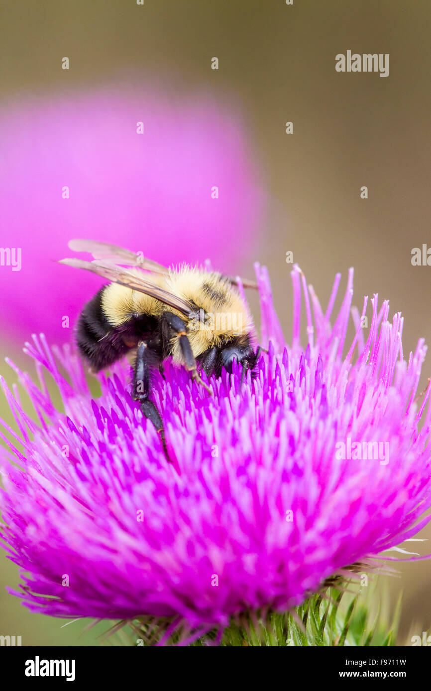 Native thistle hi-res stock photography and images - Alamy