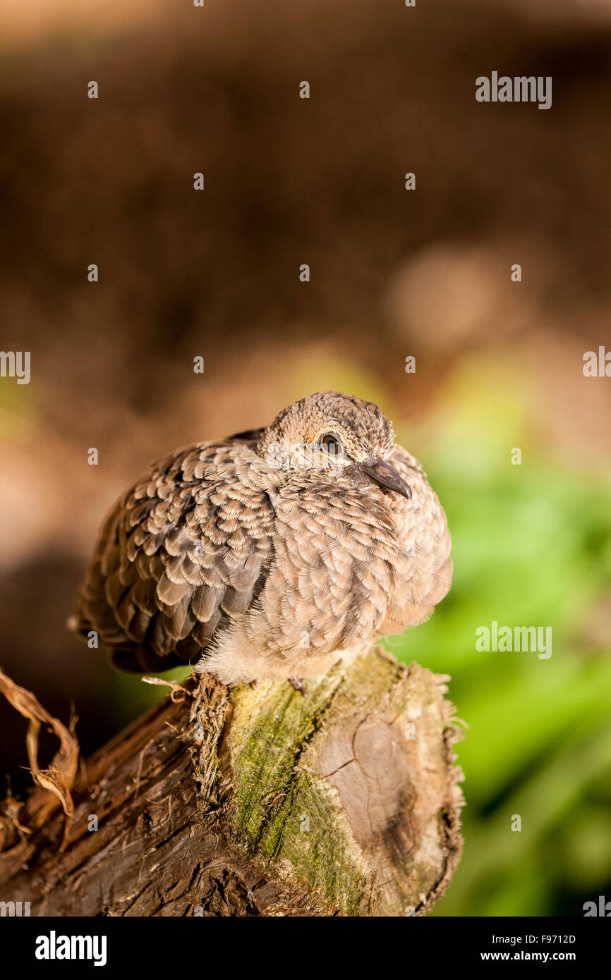 Mourning dove baby hi-res stock photography and images - Alamy
