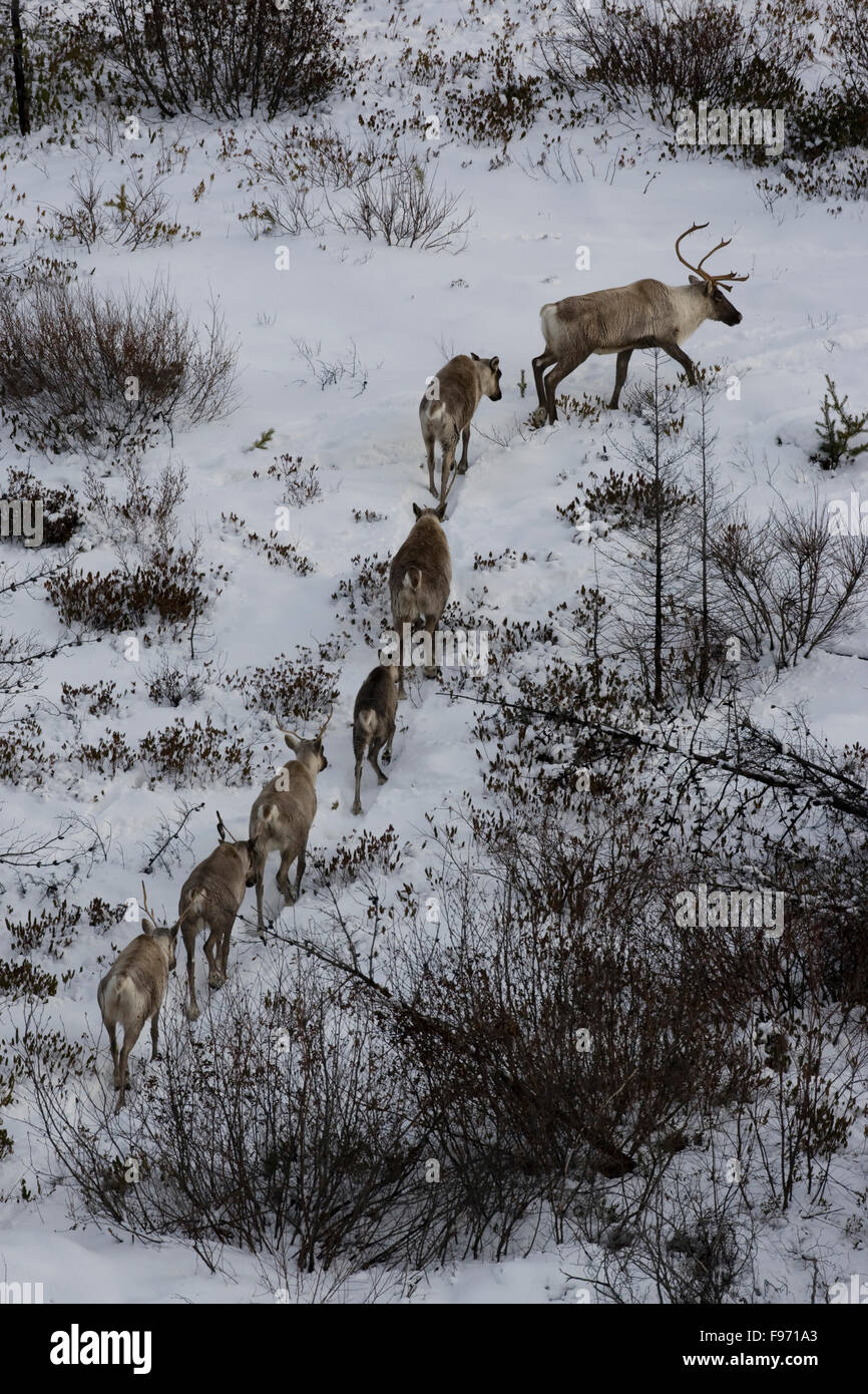 Caribou migration hi-res stock photography and images - Alamy