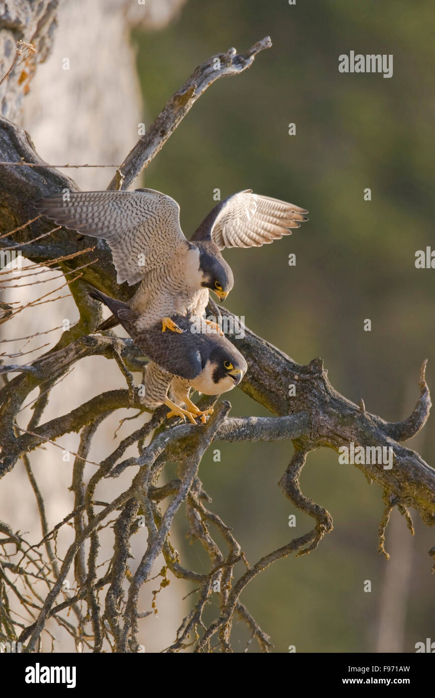 Coupling Animals High Resolution Stock Photography and Images - Alamy