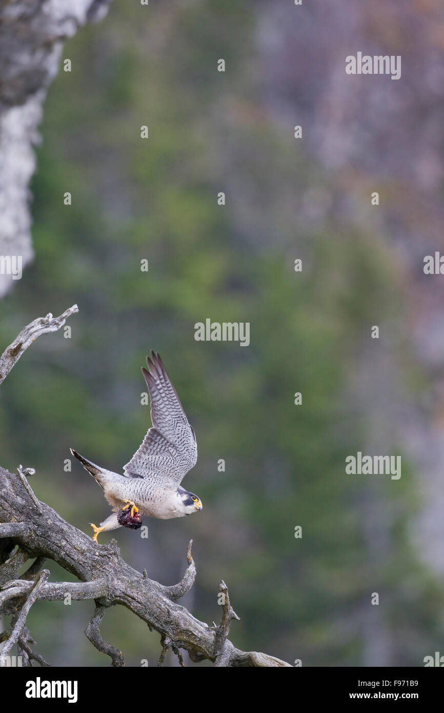 Peregrine falcon, Falco peregrinus, Hunting, Quebec, Canada Stock Photo ...