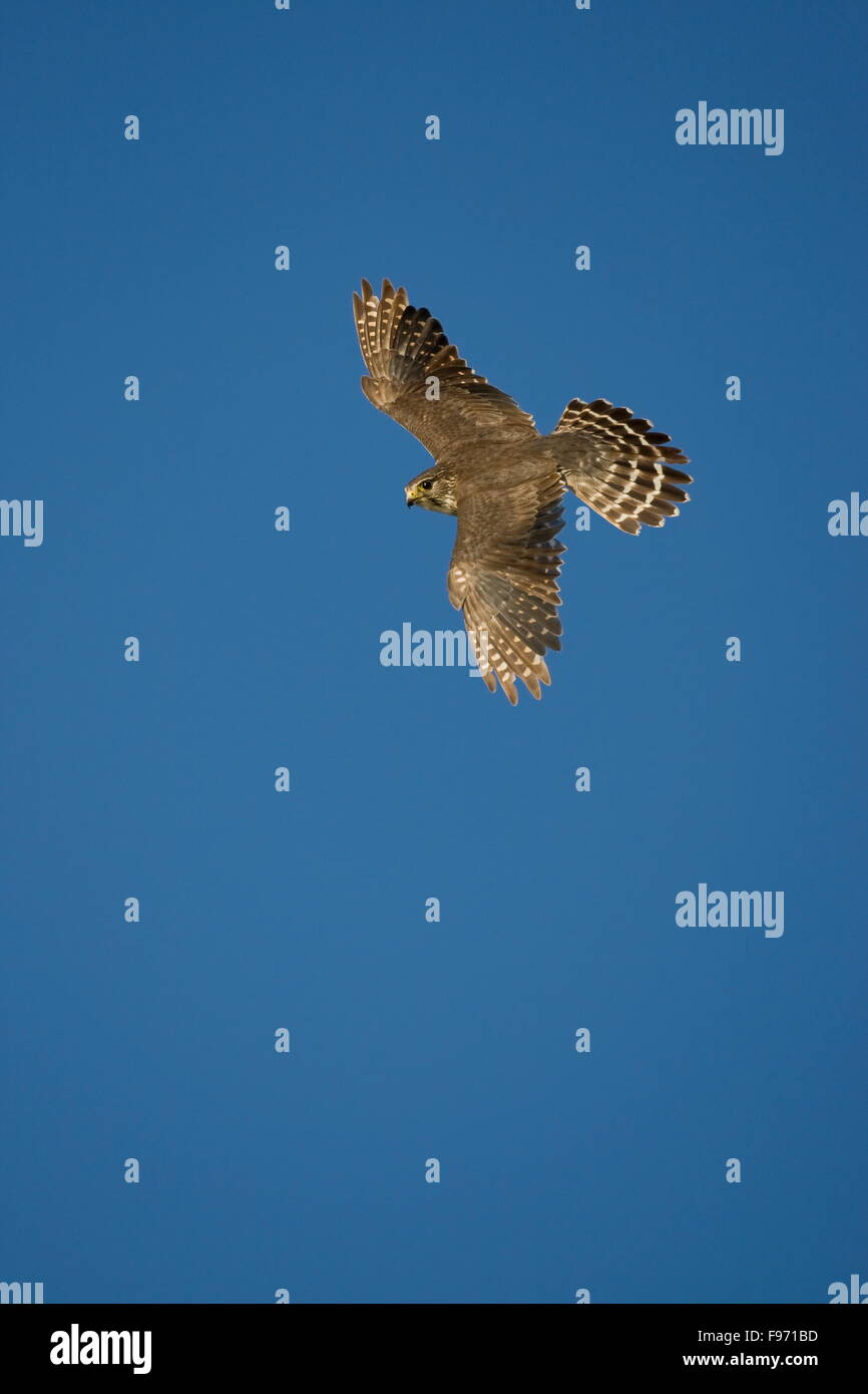 Pigeon hawk hi-res stock photography and images - Alamy