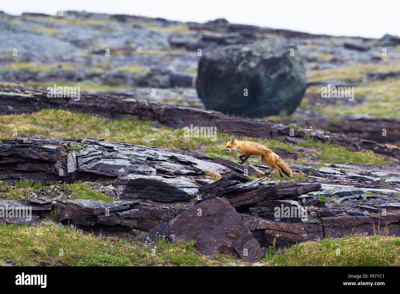 Red fox, Vulpes vulpes, Nunavik, Quebec, Canada Stock Photo - Alamy