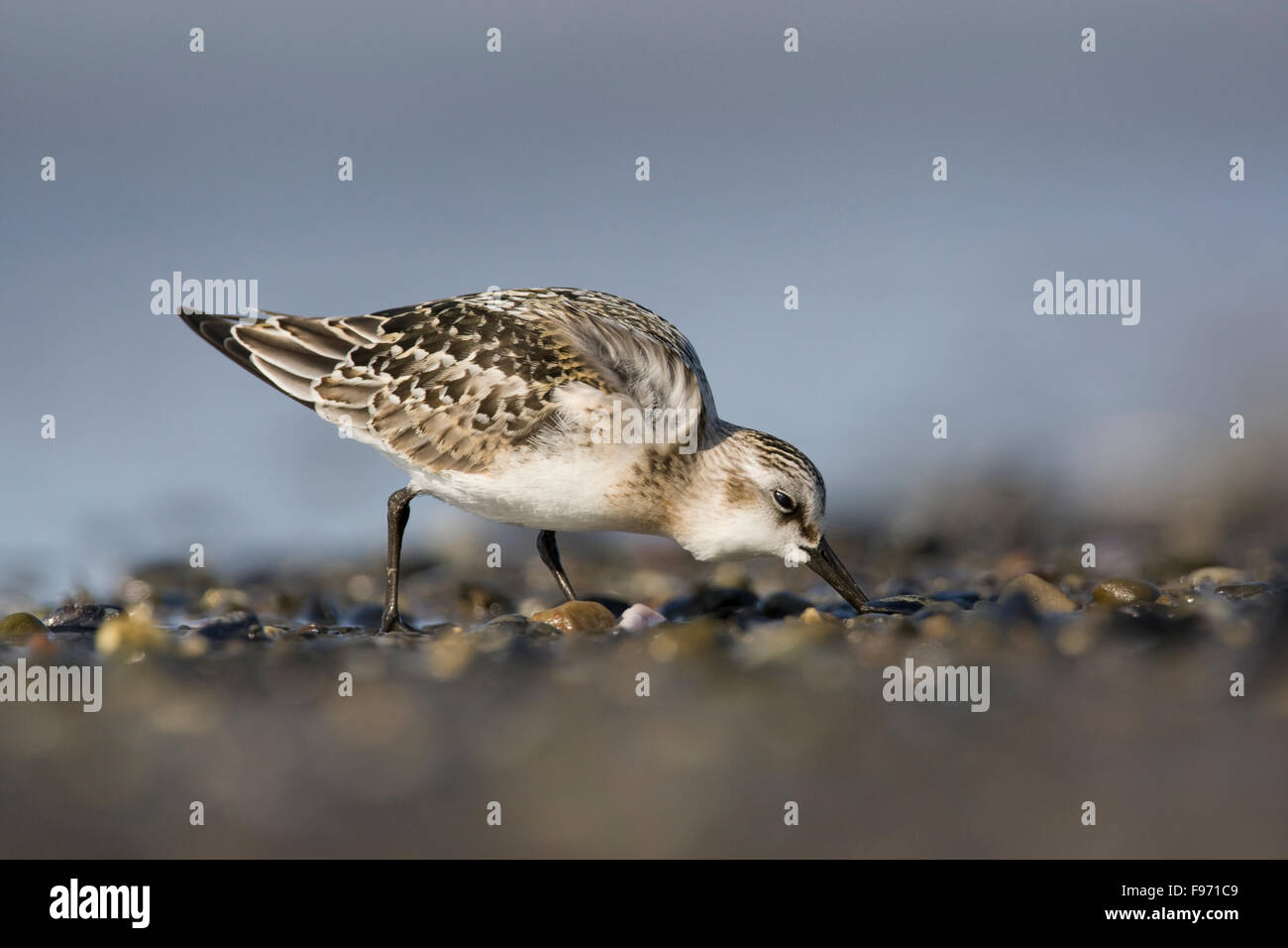 Sandpiper sanderling, Calidris alba, Alimentation, Quebec, Canada Stock ...
