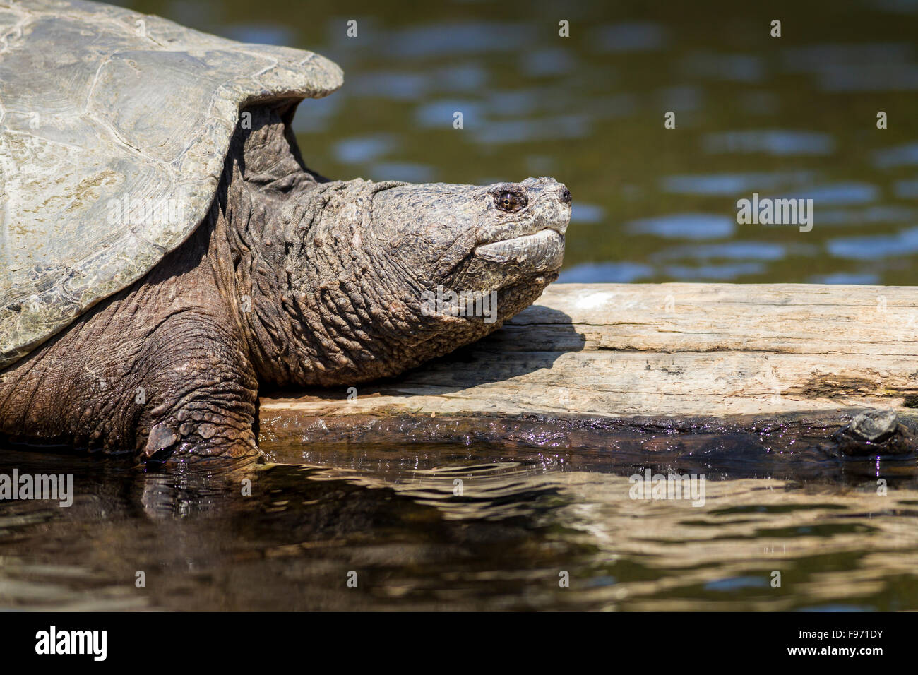 Snapping turtle close up image hi-res stock photography and images - Alamy