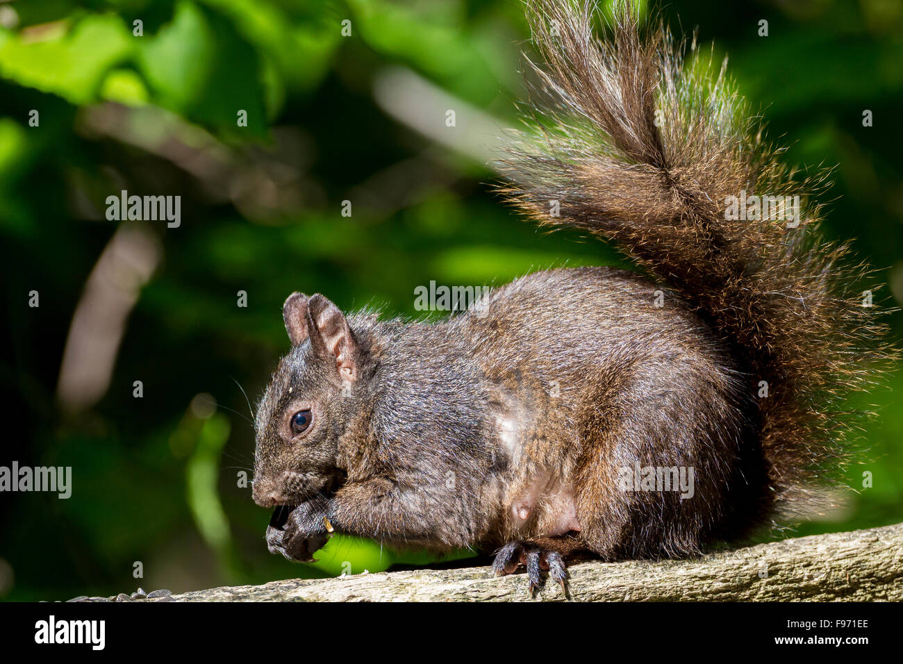Black eastern grey squirrel hi-res stock photography and images - Alamy