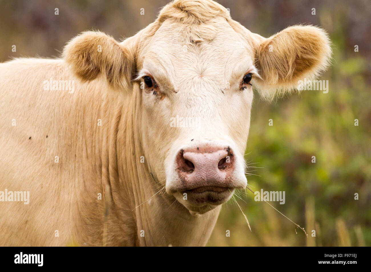 Red angus charolais cross cow hi-res stock photography and images - Alamy